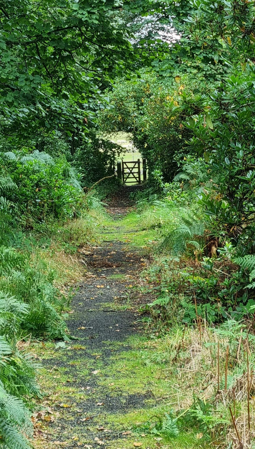 Observations: Through the ‘Narrow Gate’ | Searching for Understanding